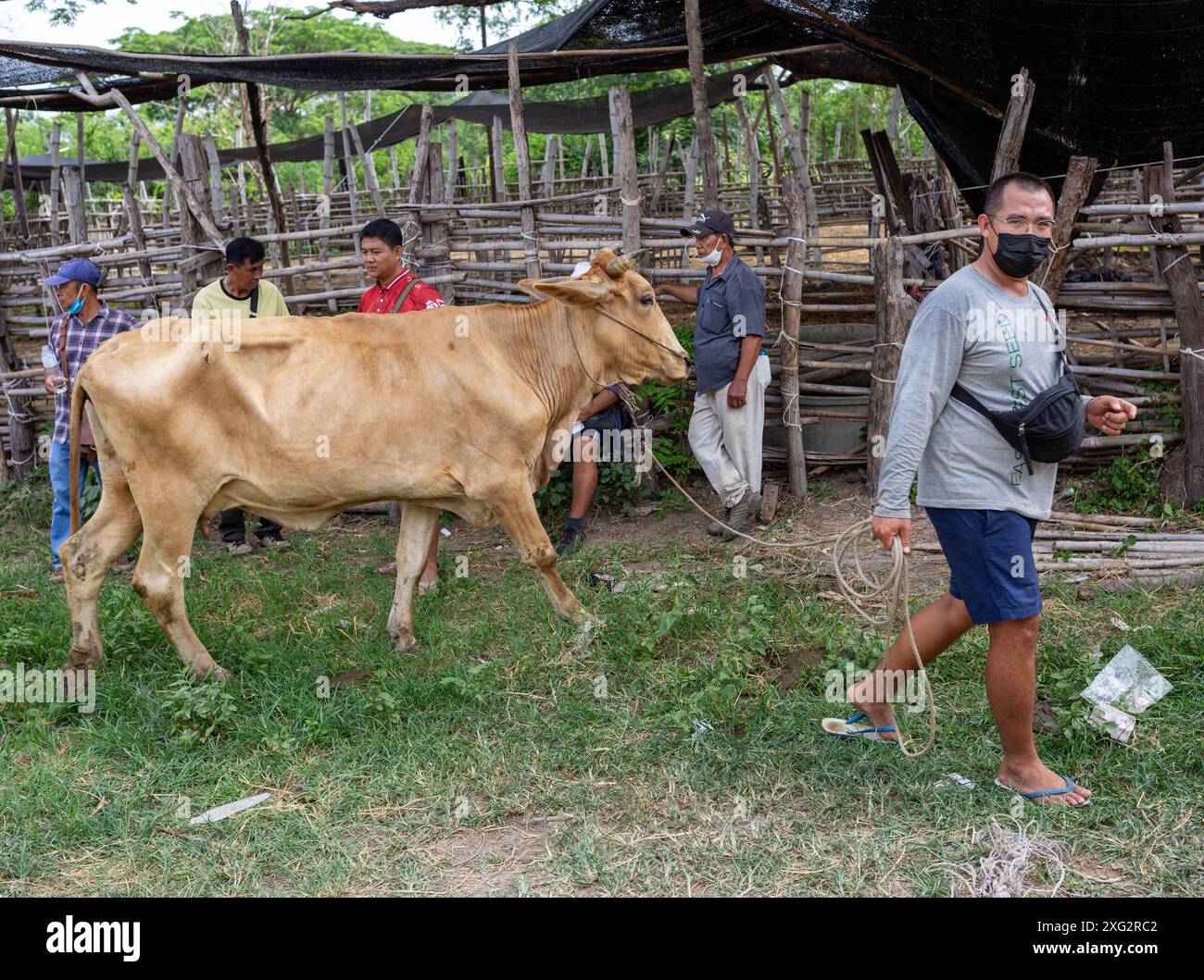 A man is seen leading cow during a transaction at the "Cow Market" (Kad ...