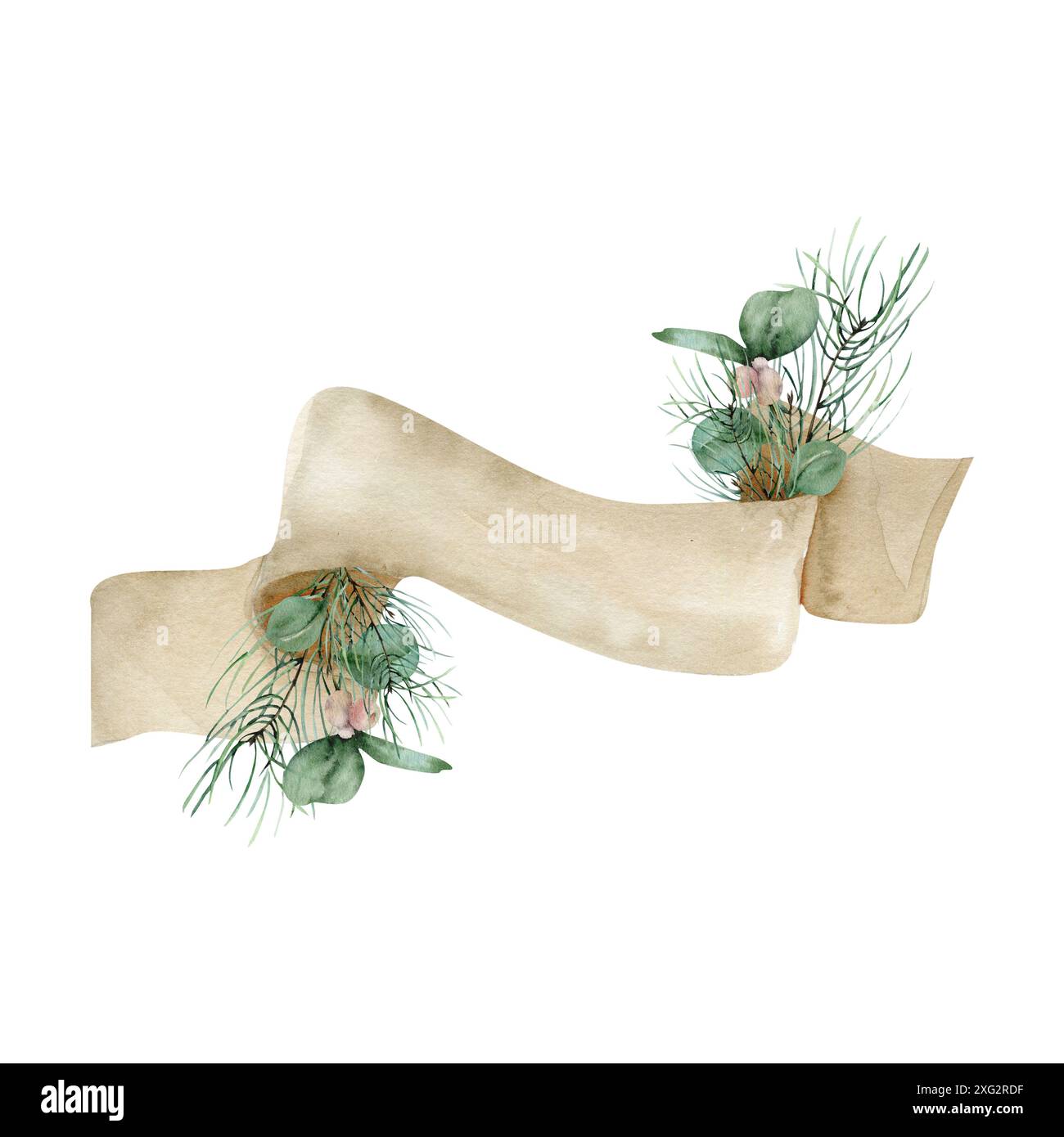 Watercolor paper scroll for text with snowberries and pine branches ...