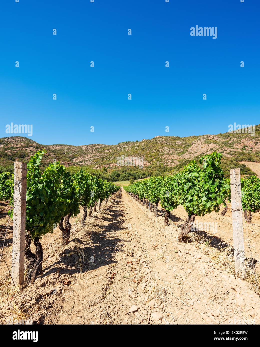Rows of a beautiful vineyard for the production of wine grown in Sardinia, Italy. Traditional ...