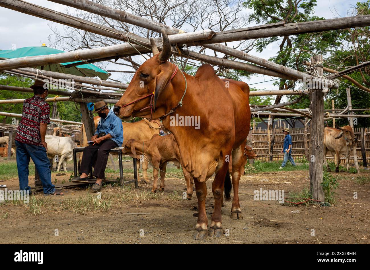 The cows that are tied up while waiting for sale at the "Cow Market ...