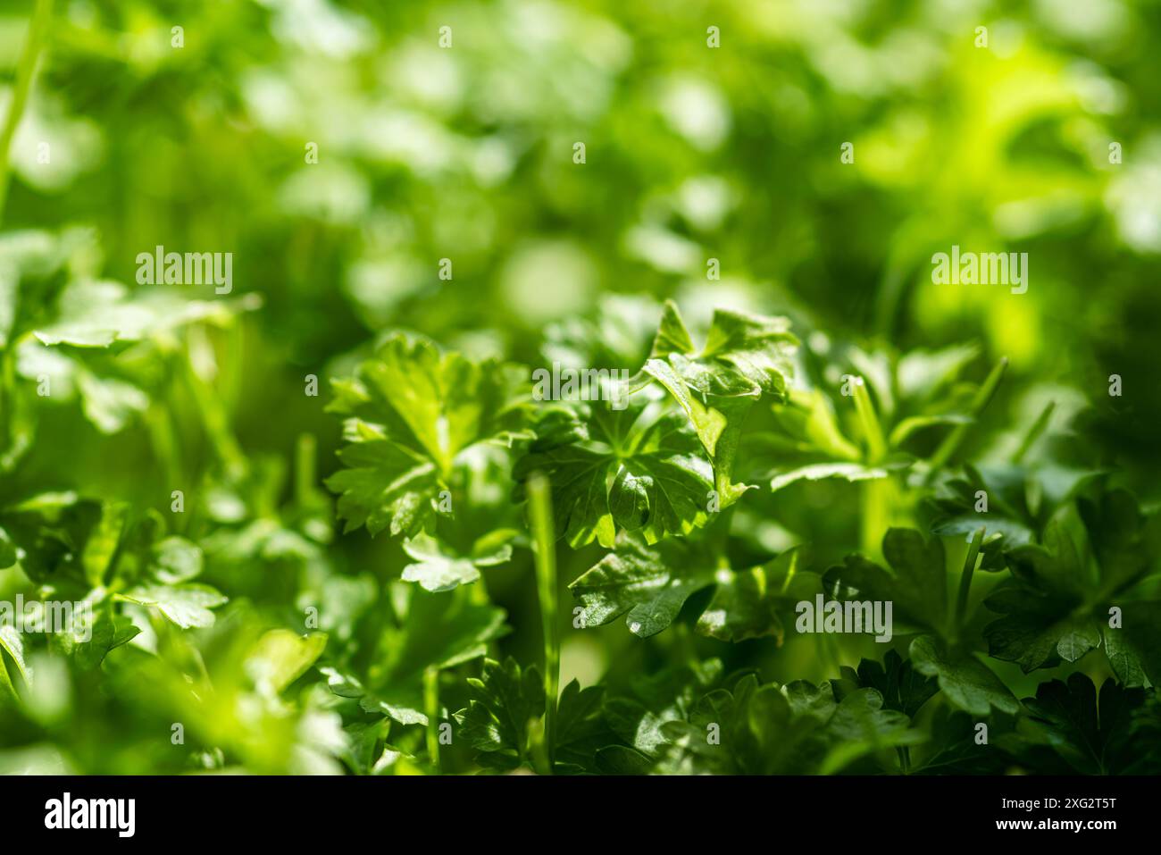 Parsley growing farm parsley hi-res stock photography and images - Alamy