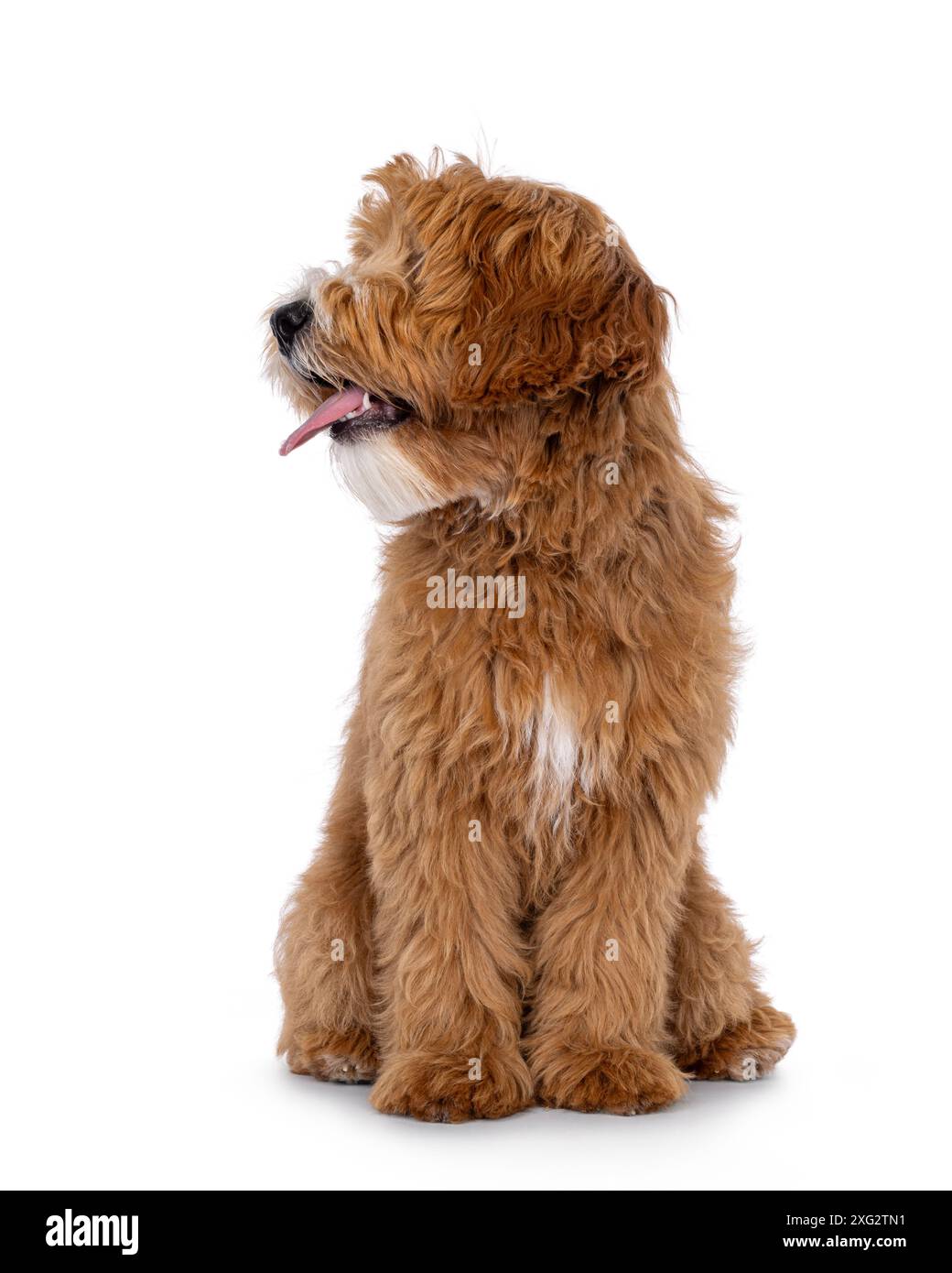 Happy labradoodle dog puppy sitting up facing front. Looking side ways ...