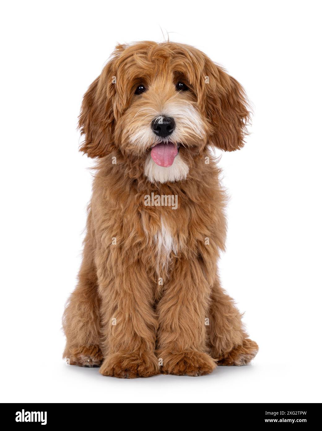 Happy labradoodle dog puppy sitting up facing front. Looking straight ...