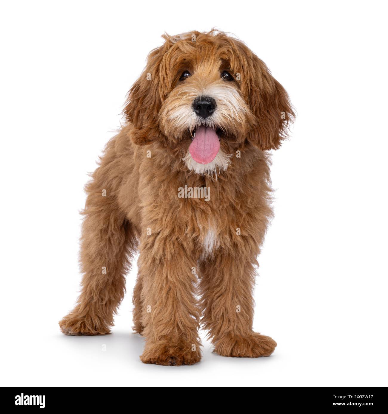 Happy labradoodle dog puppy standing facing front. Looking straight to ...