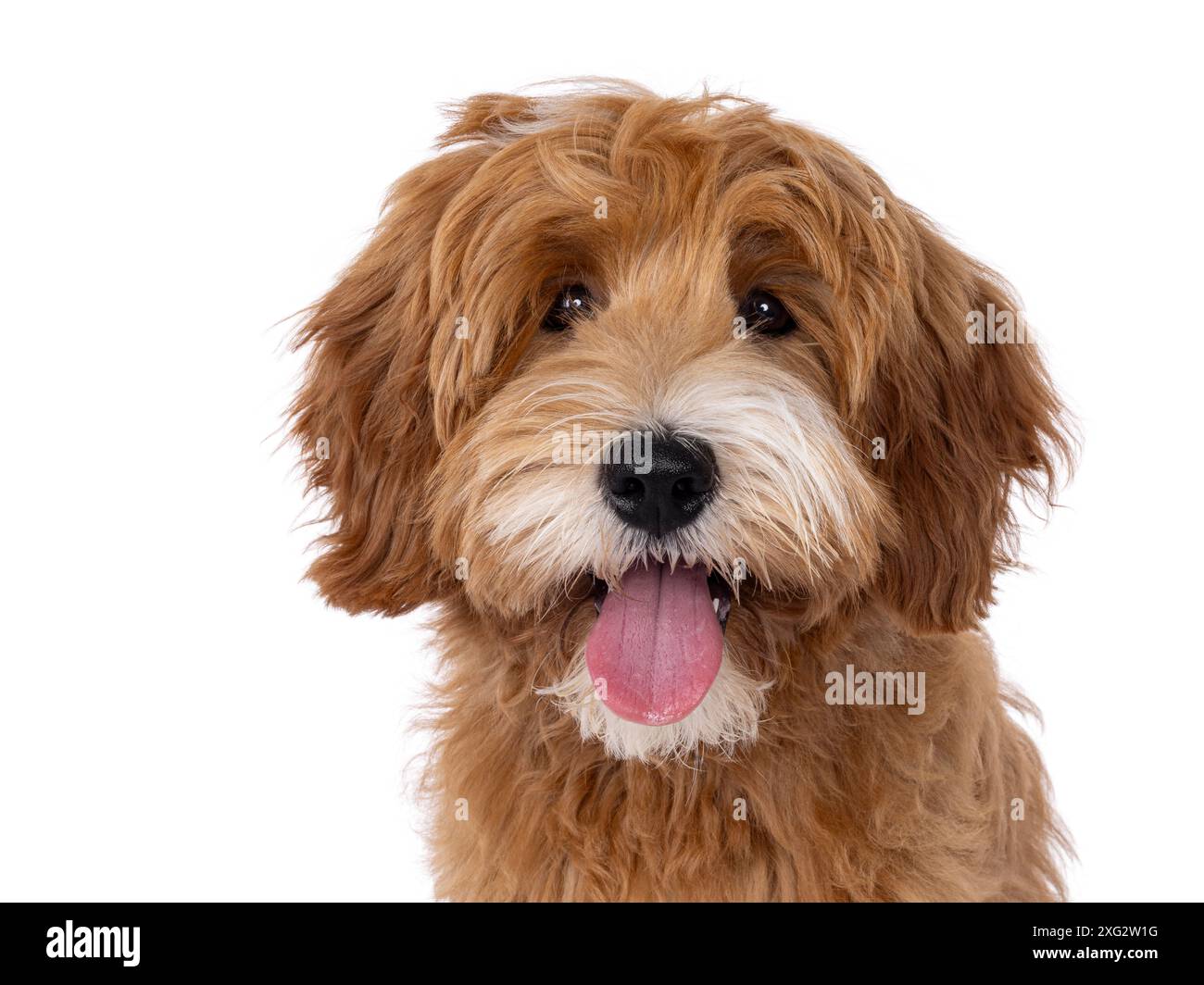 Head shot of happy labradoodle dog puppy standing sitting up facing ...