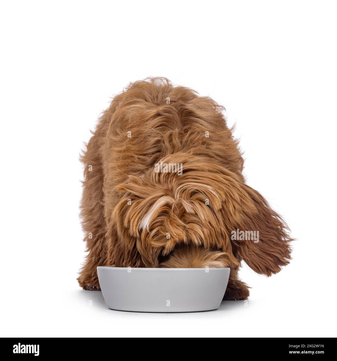 Happy labradoodle dog puppy facing front with head in food bowl eating ...