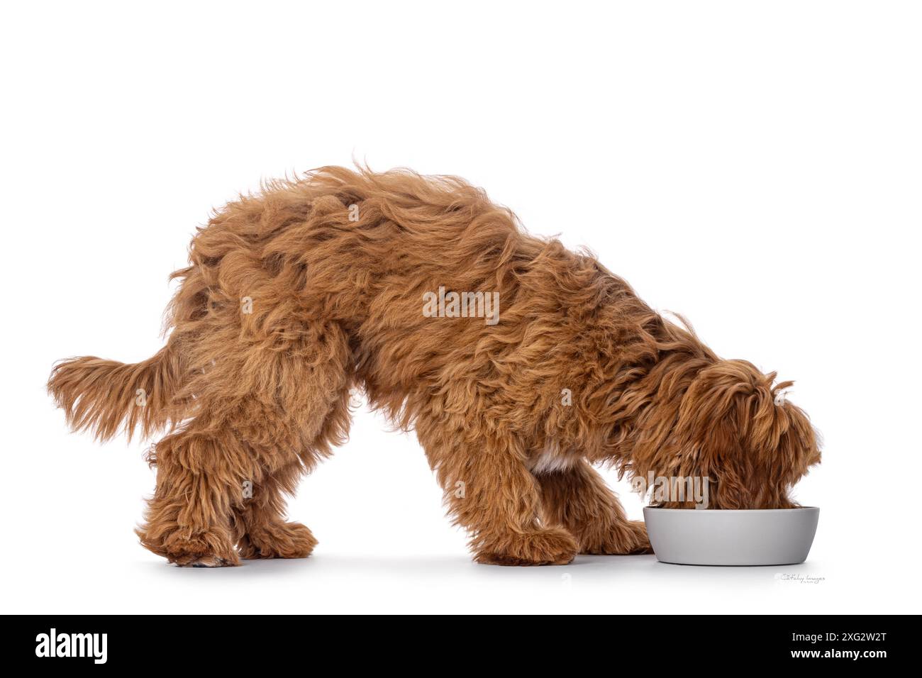 Happy labradoodle dog puppy standing side ways with head in food bowl ...