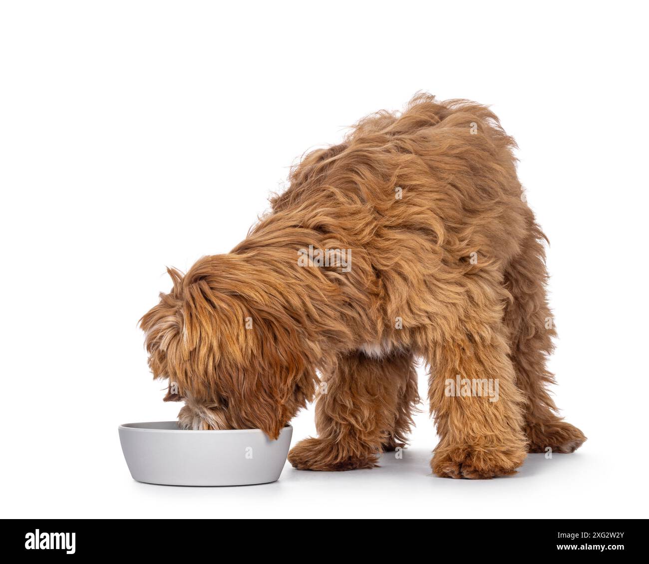 Happy labradoodle dog puppy standing side ways with head in food bowl ...