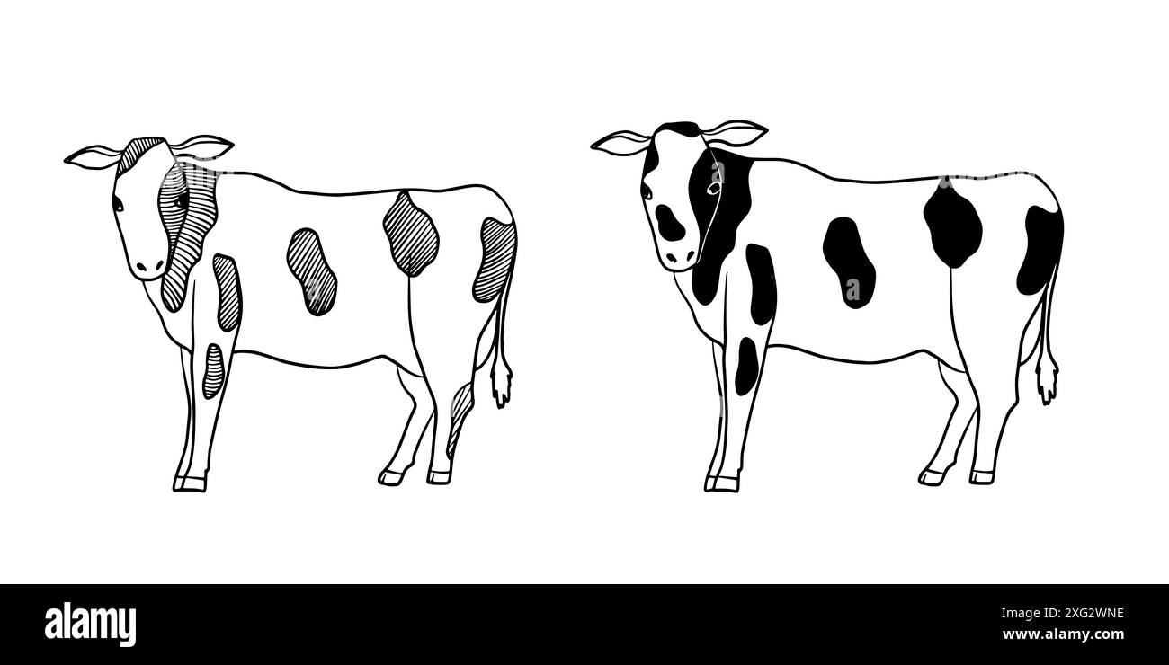 Cows isolated, sketch. line art Stock Vector Image & Art - Alamy