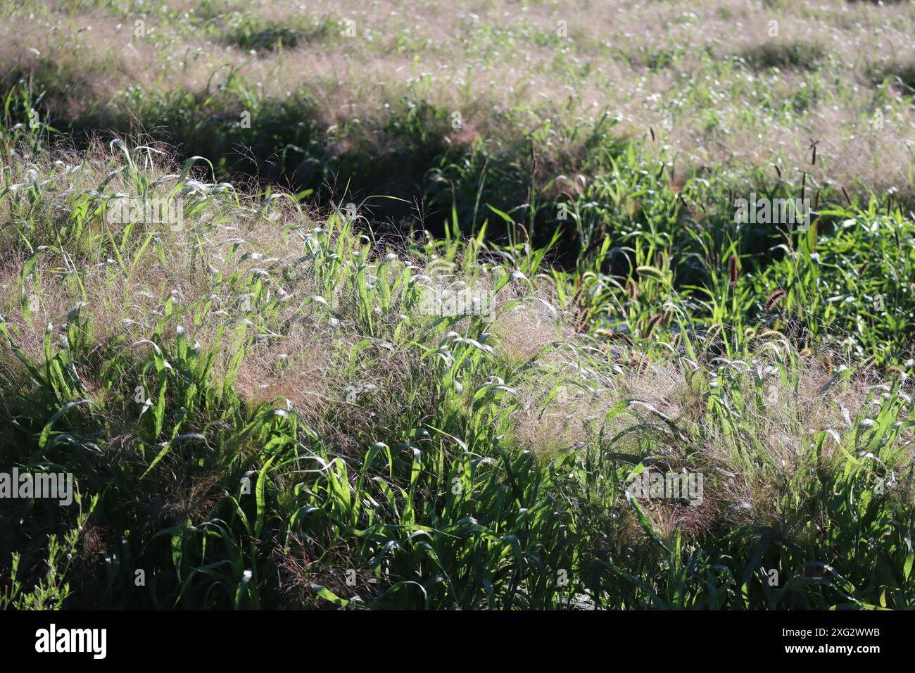 Witchgrass hi-res stock photography and images - Alamy