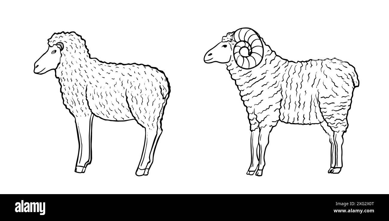 Ewe art Stock Vector Images - Alamy