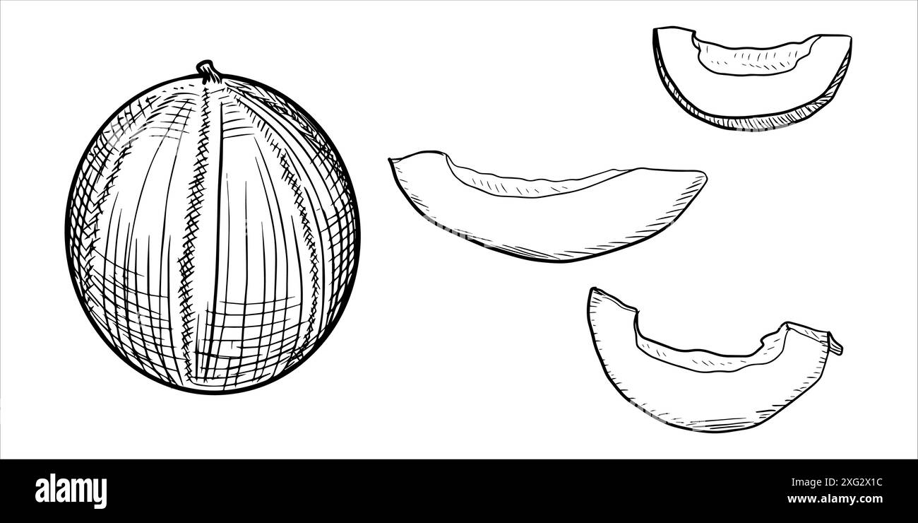 Set of melon and cut slices of melon isolated, line art, sketch Stock ...