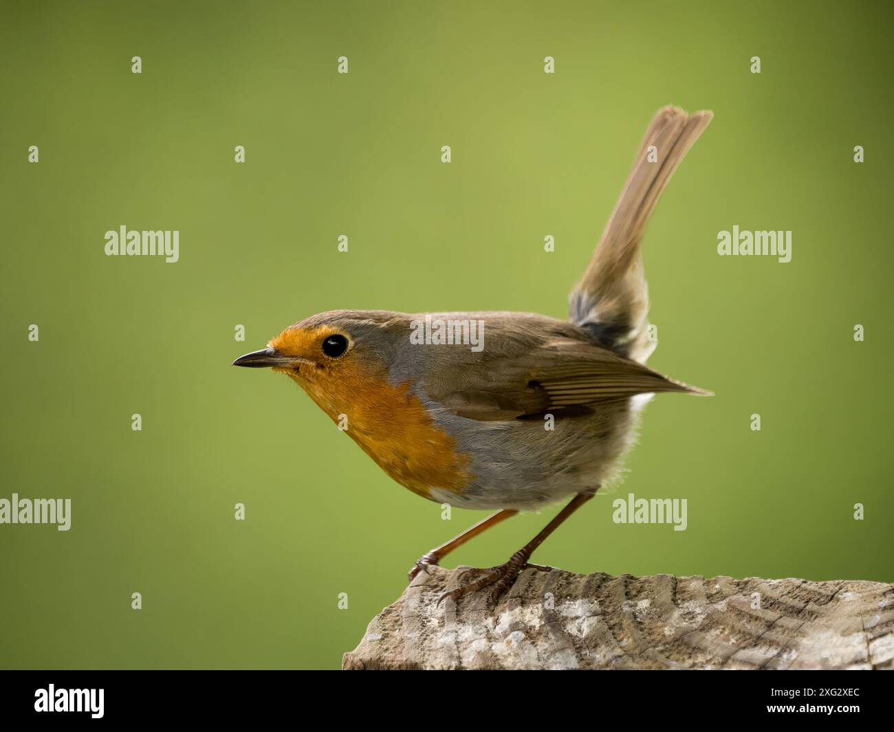 Robin parks and gardens hi-res stock photography and images - Alamy