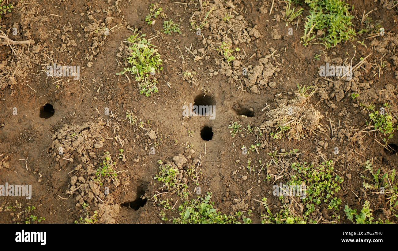 Field vole common burrow soil closeup Microtus arvalis disaster ...