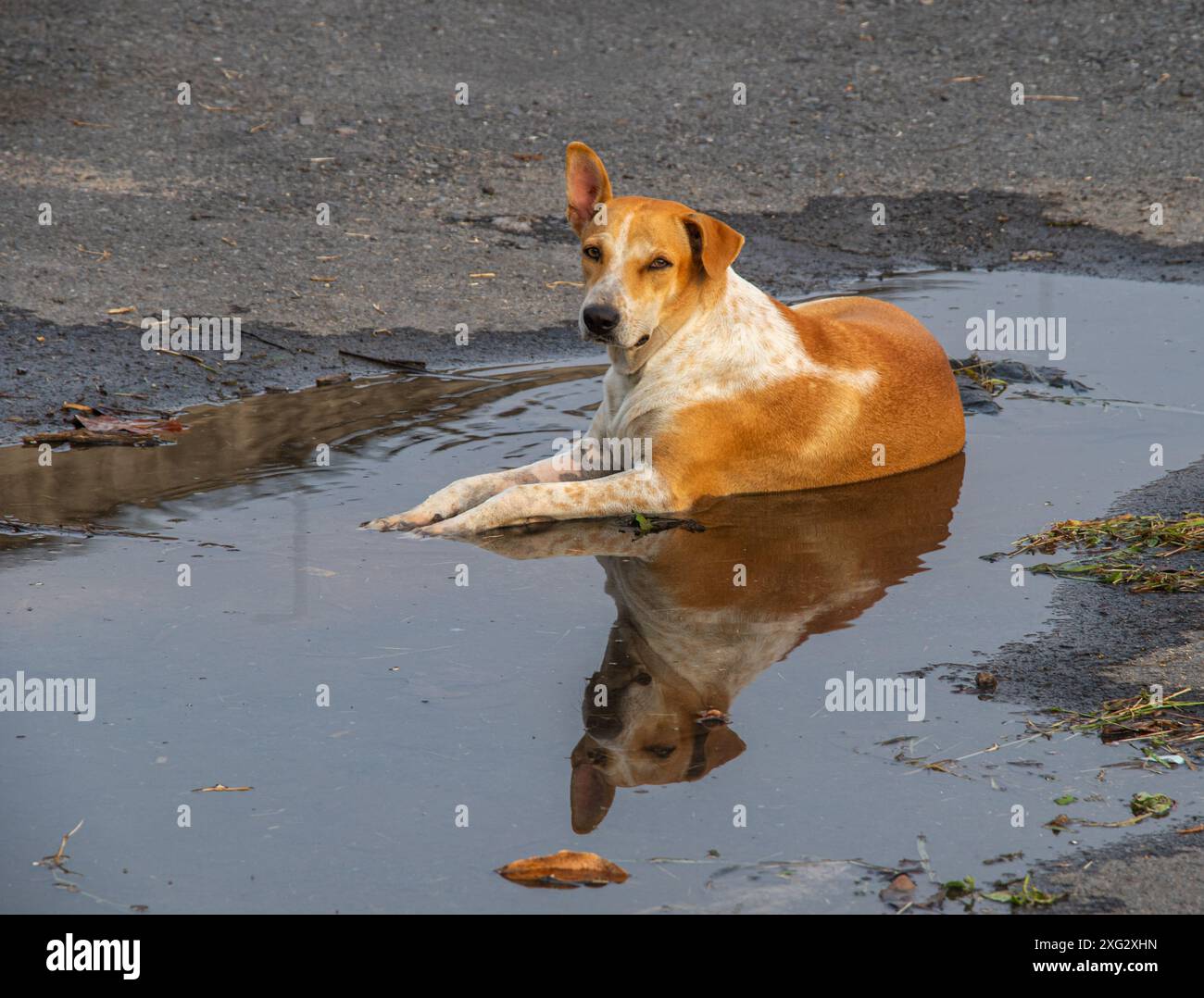 Dog in puddle, Khun Dan Dam Stock Photo - Alamy