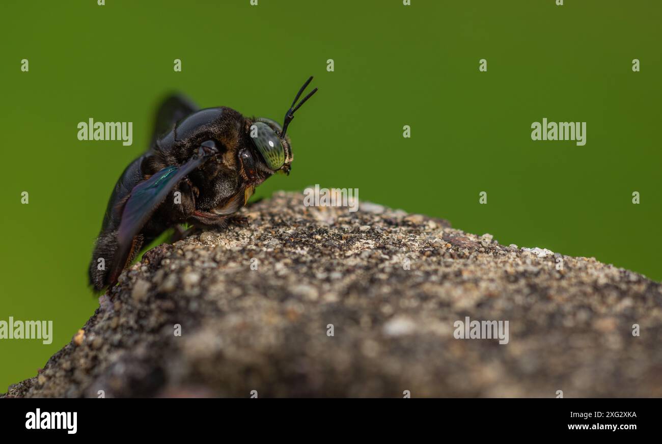 Hymenoptera, broad body carpenter bee Stock Photo - Alamy