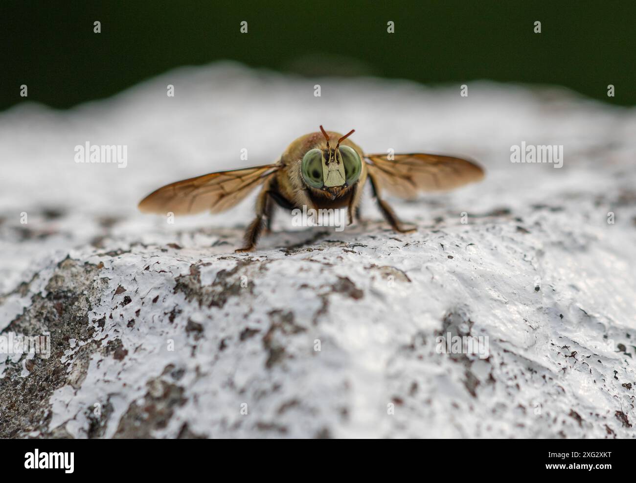 Bee predator hi-res stock photography and images - Alamy