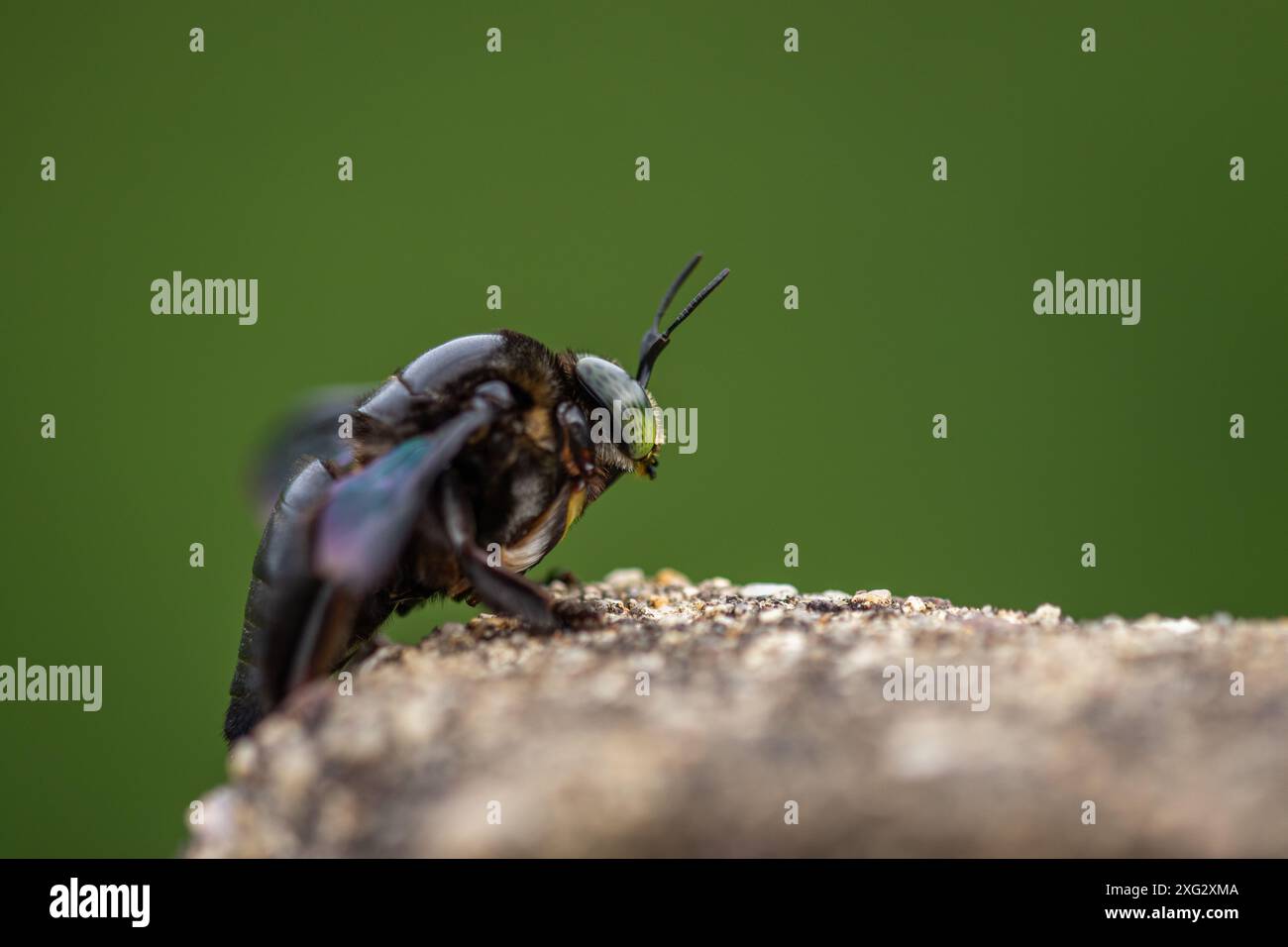 Hymenoptera, broad body carpenter bee Stock Photo - Alamy