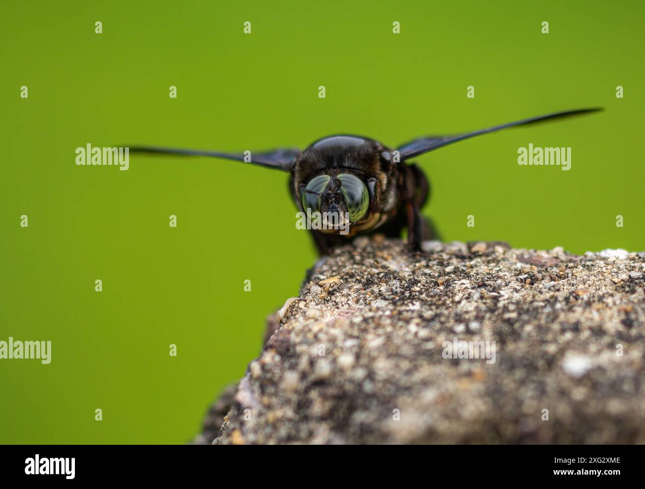 Hymenoptera, broad body carpenter bee Stock Photo - Alamy
