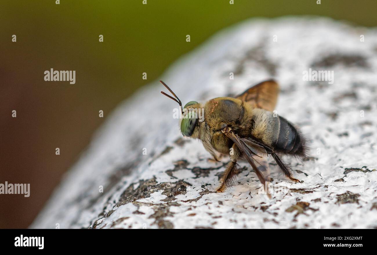 Bee predator hi-res stock photography and images - Alamy