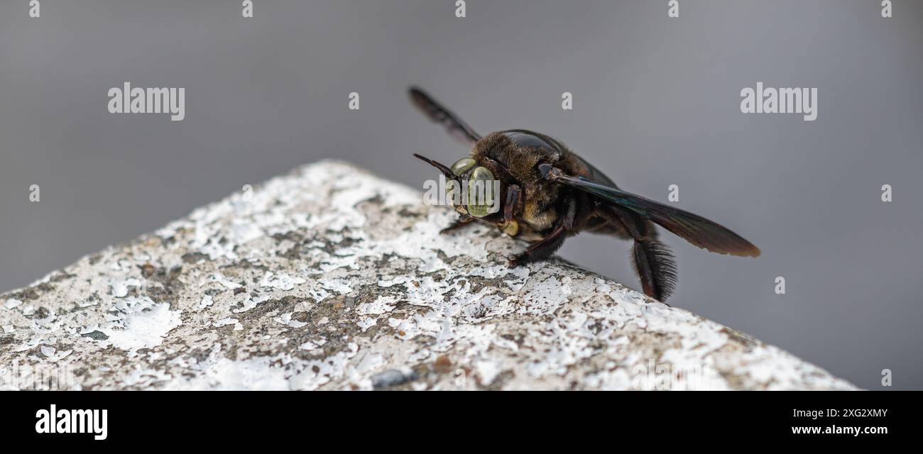 Hymenoptera, broad body carpenter bee Stock Photo - Alamy