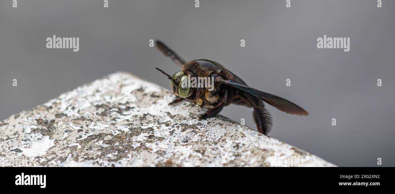 Bee body hi-res stock photography and images - Alamy