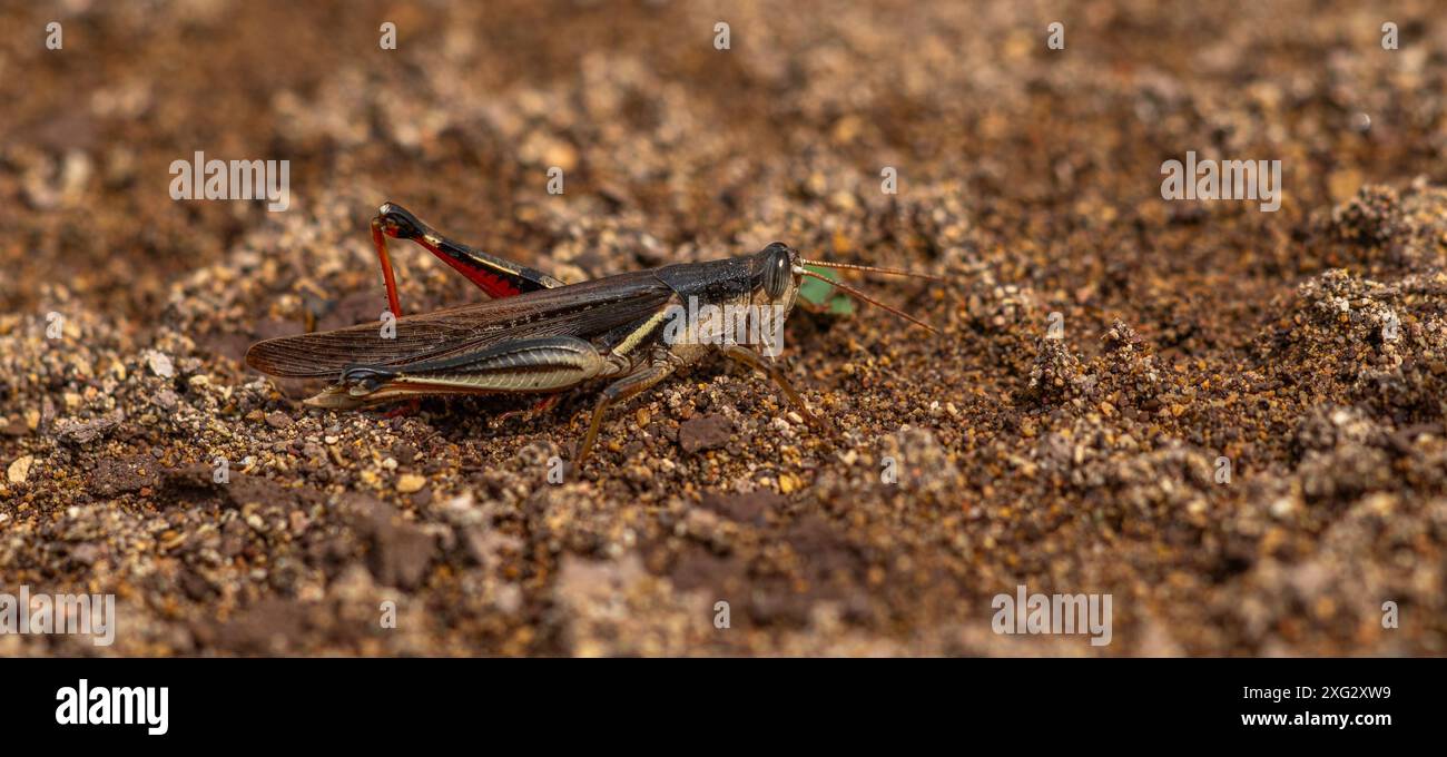 Grasshopper eyes hi-res stock photography and images - Alamy