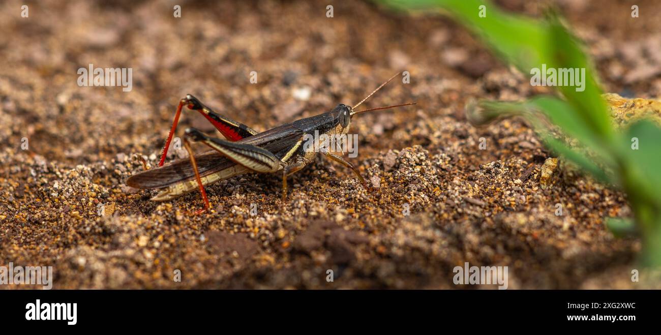 Grasshopper eyes hi-res stock photography and images - Alamy