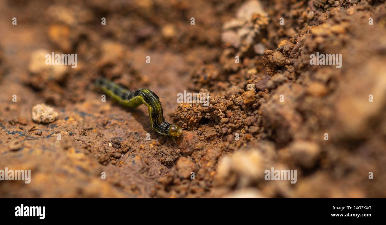Selective focus closeup moth hi-res stock photography and images - Alamy