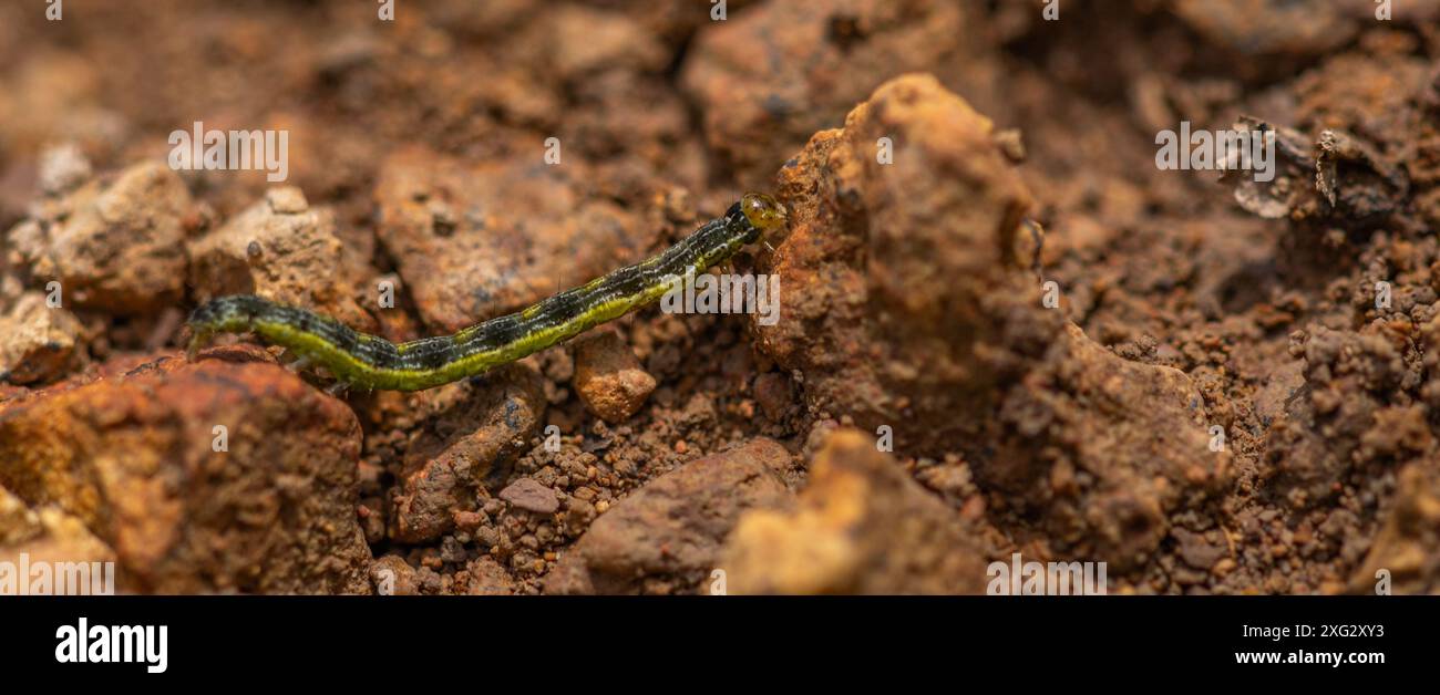 looper moth larvae,Khun Dan Dam Stock Photo - Alamy