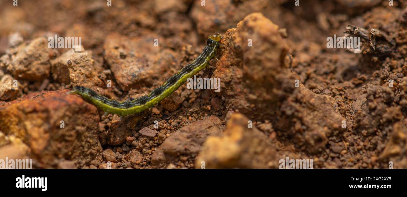 looper moth larvae,Khun Dan Dam Stock Photo - Alamy