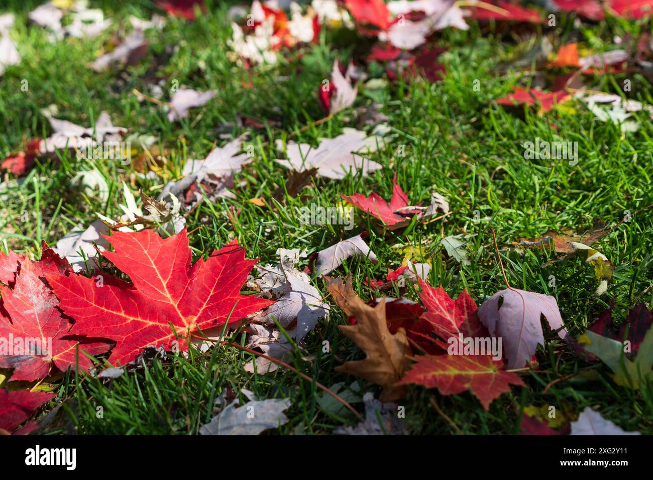 Sunlight falling on grass hi-res stock photography and images - Alamy