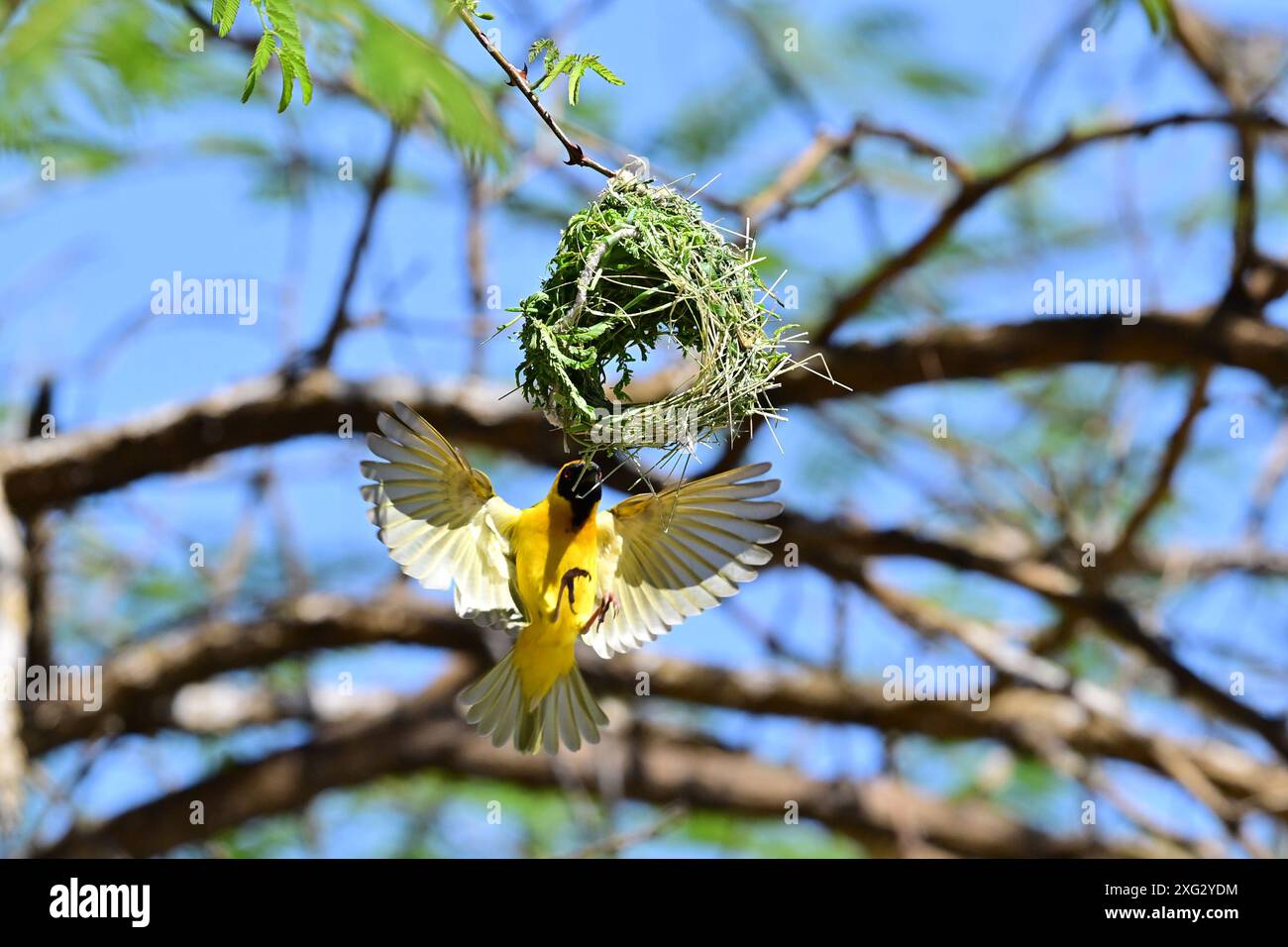 Kalahari birds hi-res stock photography and images - Alamy