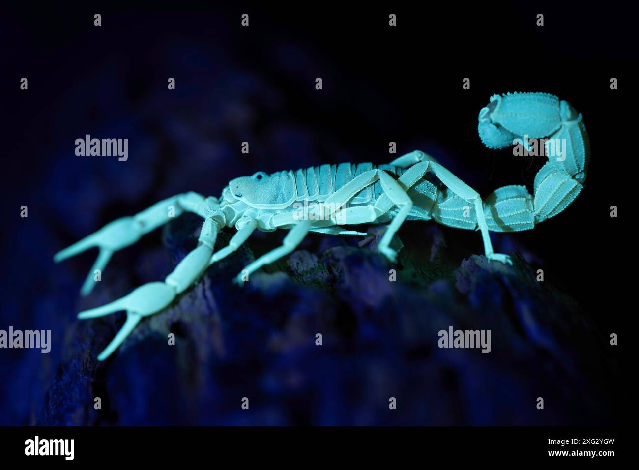 Scorpion hunting under UV light in the Kalahari Stock Photo - Alamy