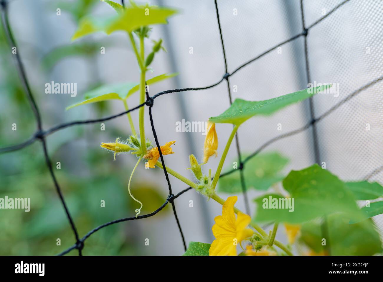 cucumber plant weaves along grid, with peduncles and fruits Stock Photo ...
