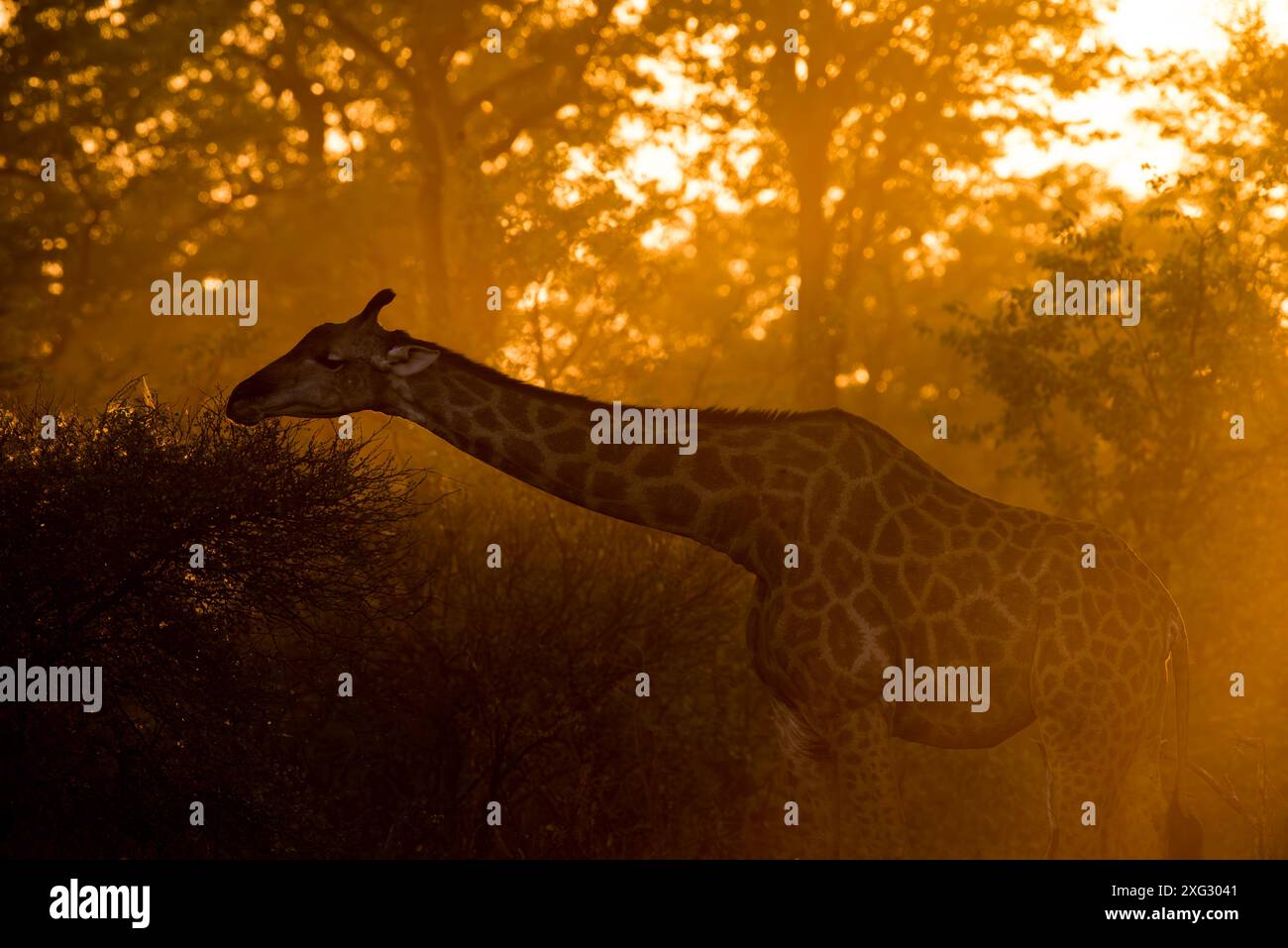 Giraffe in early morning hi-res stock photography and images - Alamy