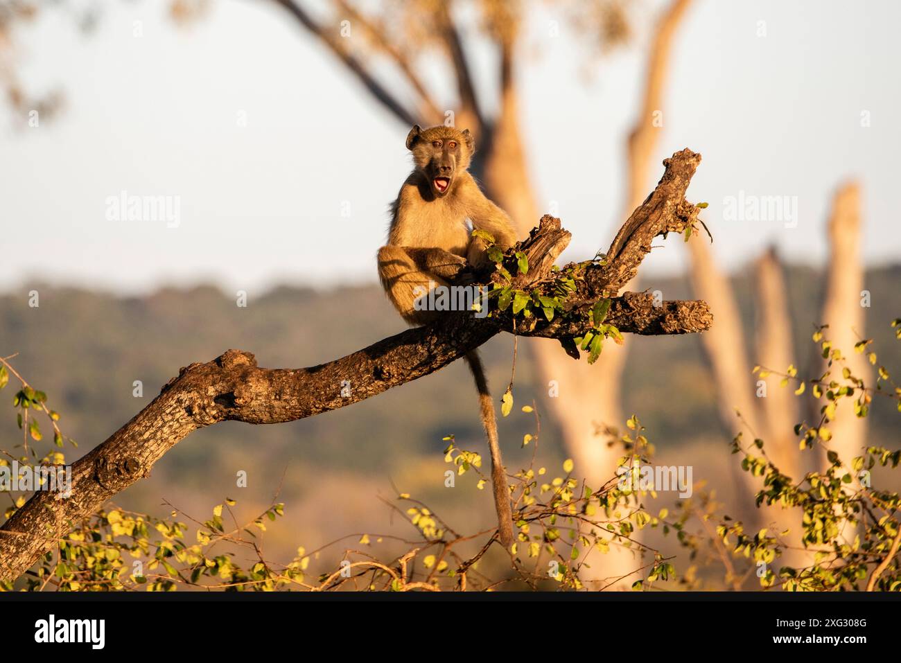 Baboon looks surprised South Africa Stock Photo - Alamy