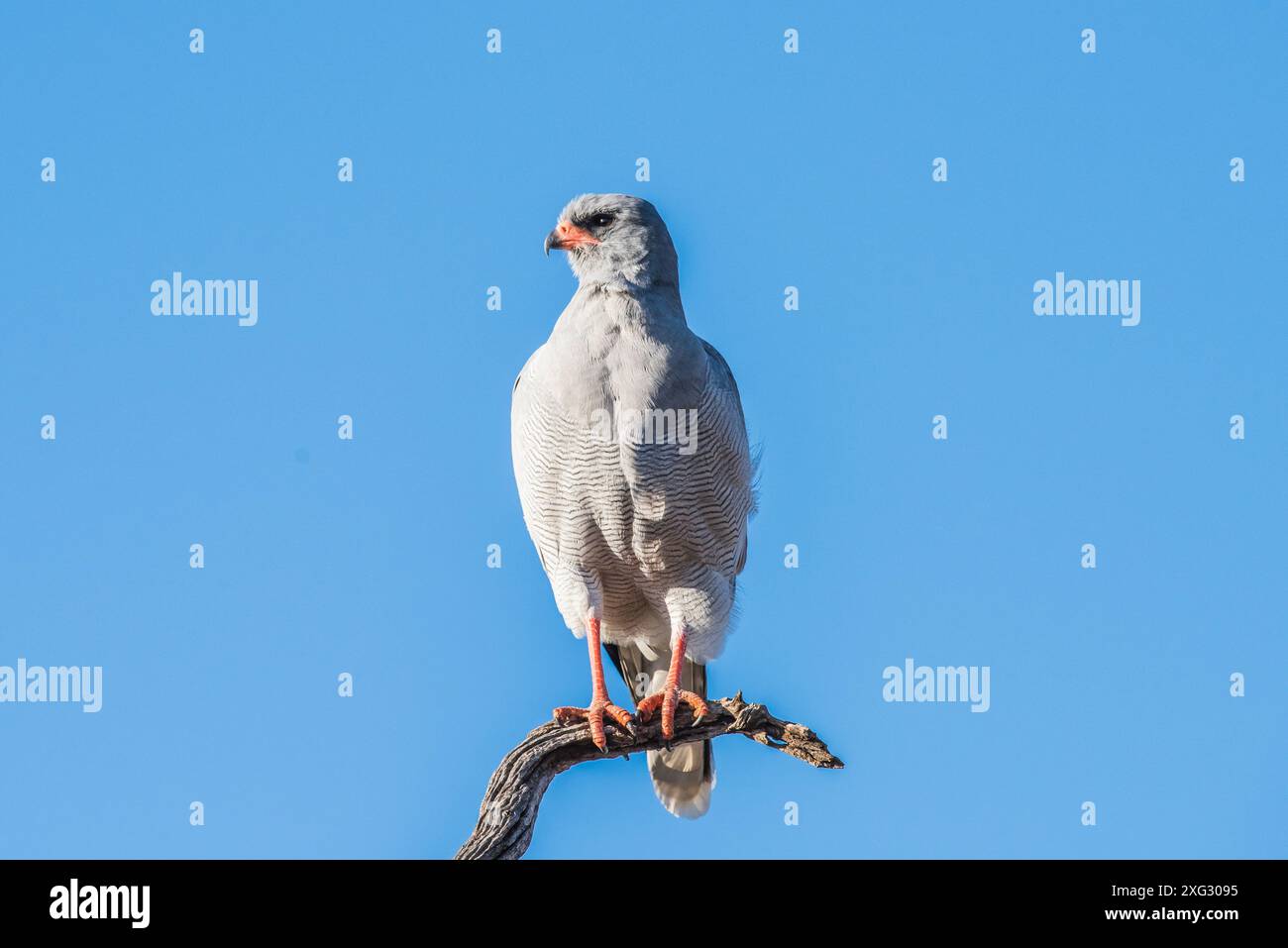 African goshawk hi-res stock photography and images - Alamy