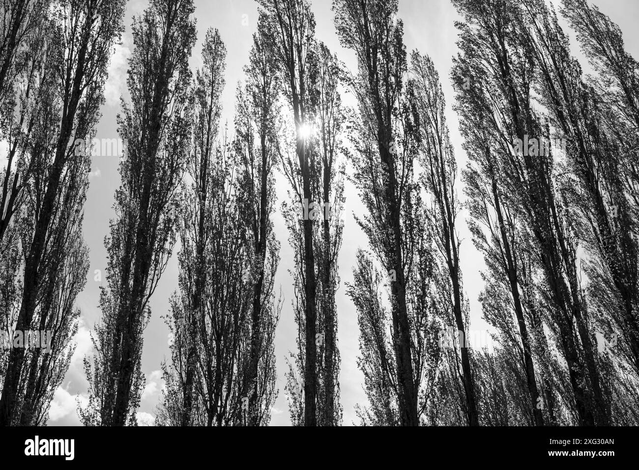 Up close trees moss Black and White Stock Photos & Images - Alamy