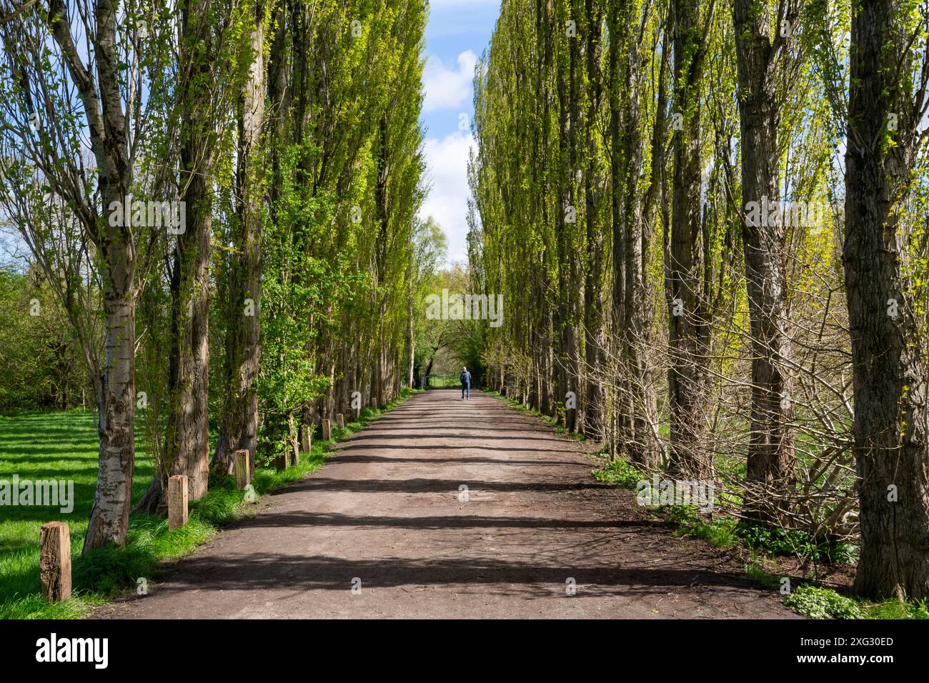 Poplar trees trunks hi-res stock photography and images - Alamy