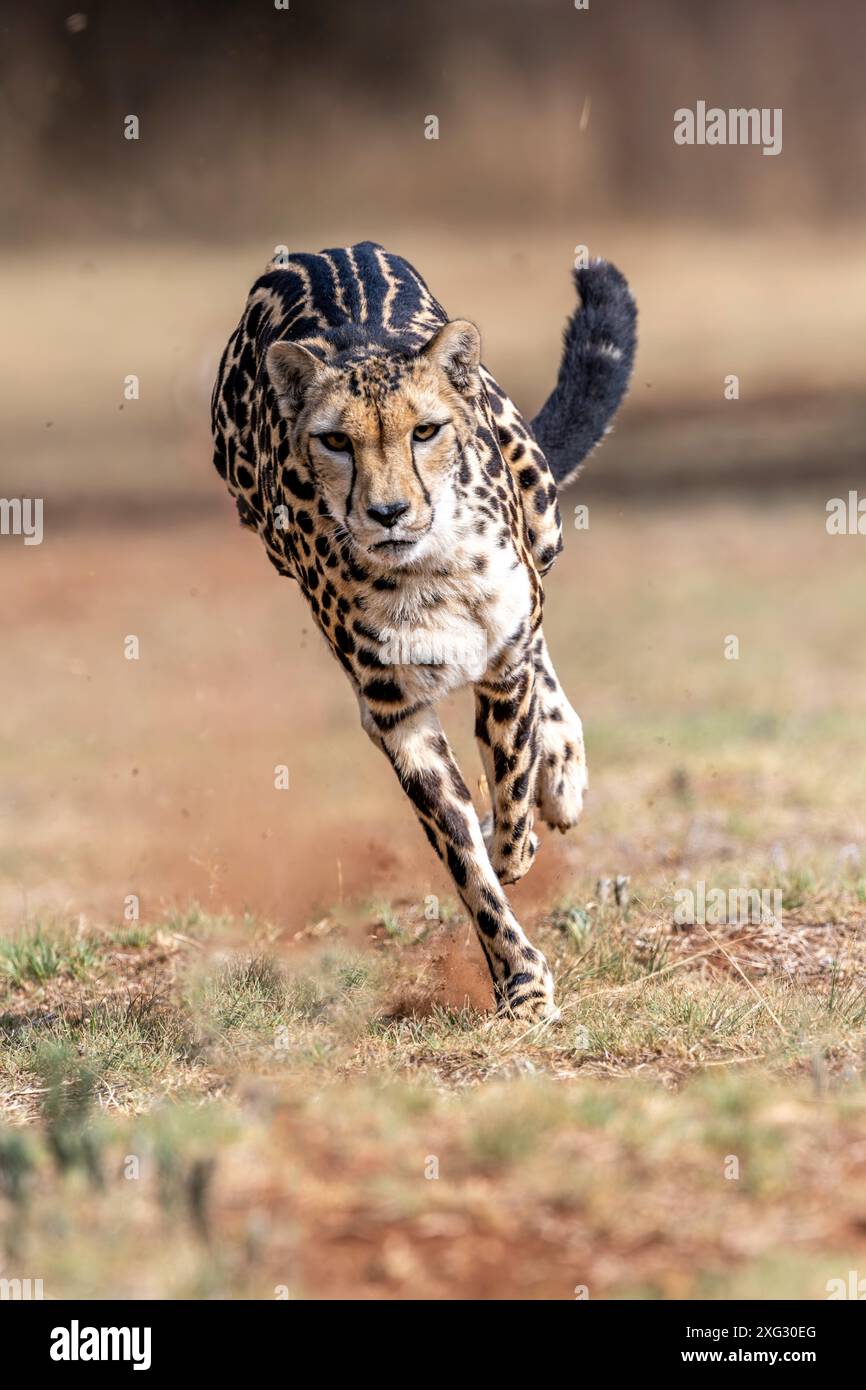 Running King Cheetah South Africa Stock Photo - Alamy