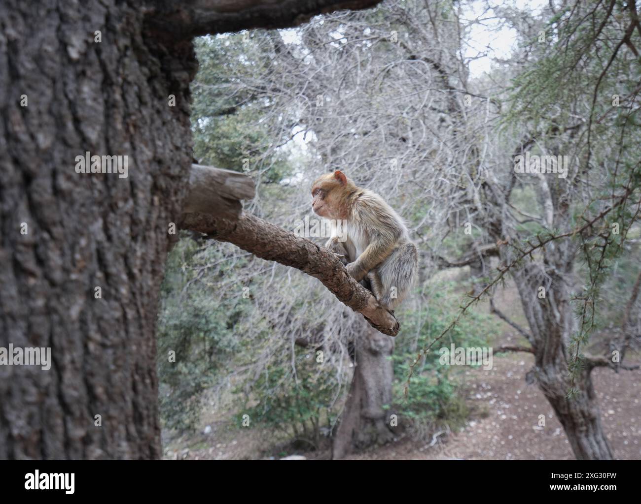 Barbary macaque perched on a tree branch in a dense cedar forest ...