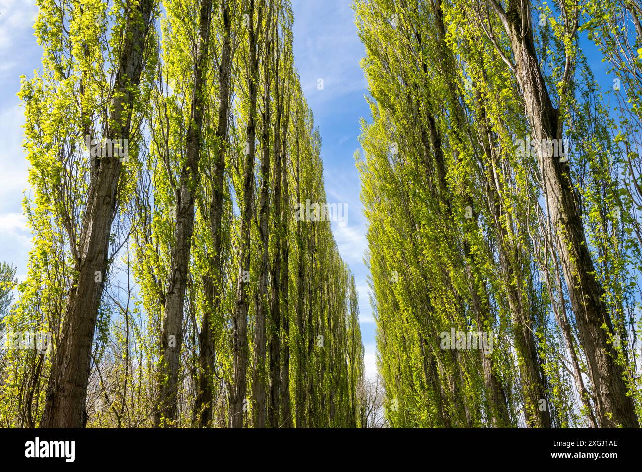 An avenue of tall Lombardy Poplar trees at Fletcher Moss in Didsbury ...