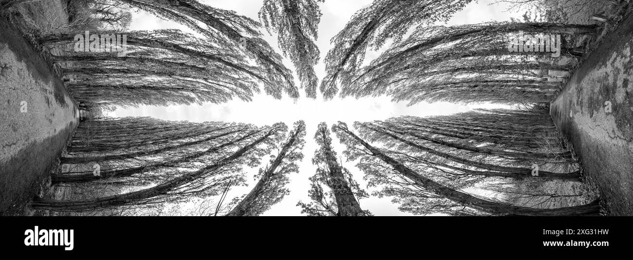 Tall double Black and White Stock Photos & Images - Alamy