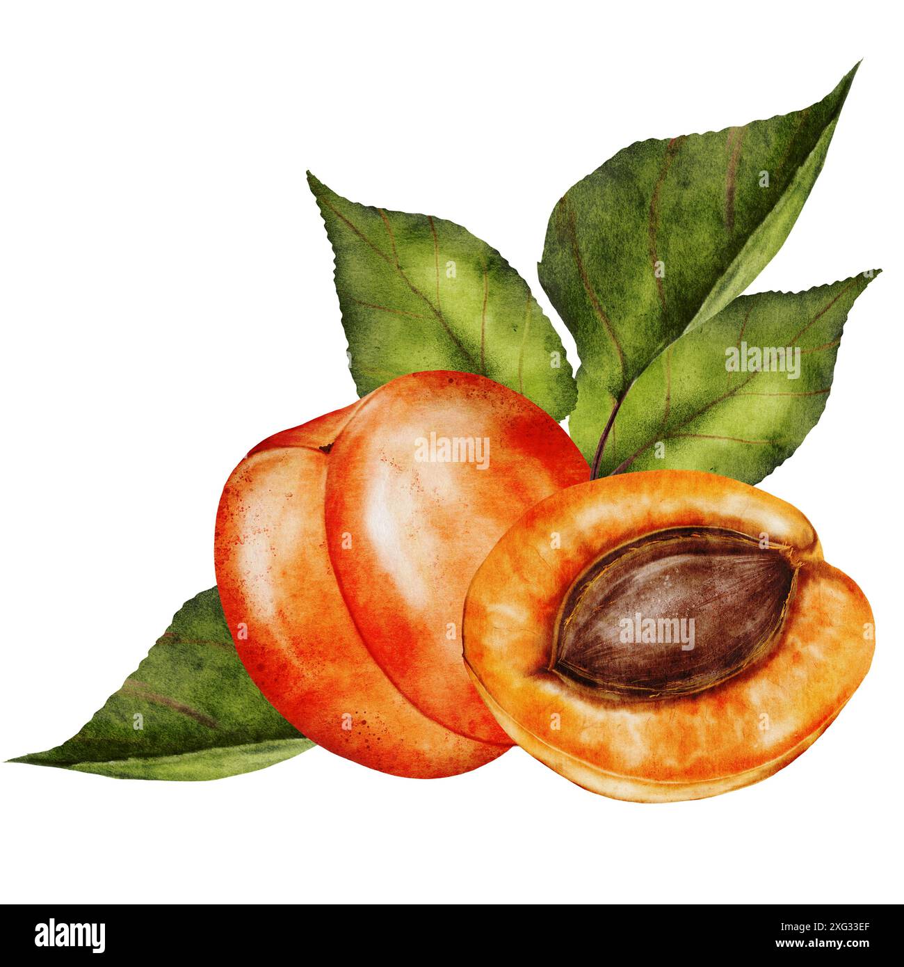 Apricot watercolor. Juicy realistic composition hand drawing of ripe ...