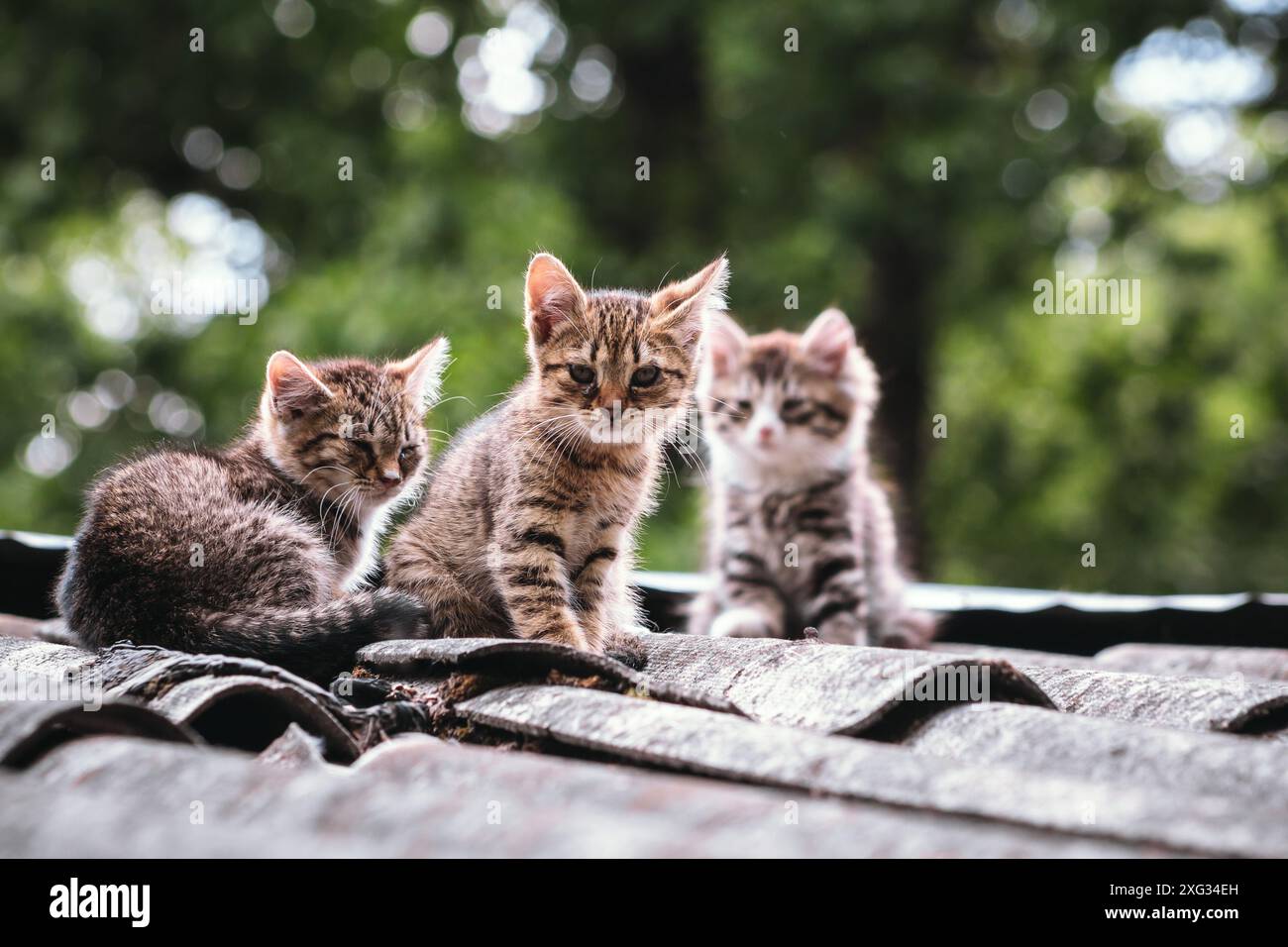 Three abandoned kittens living on a rooftop look at the camera with curiosity. Small homeless ...