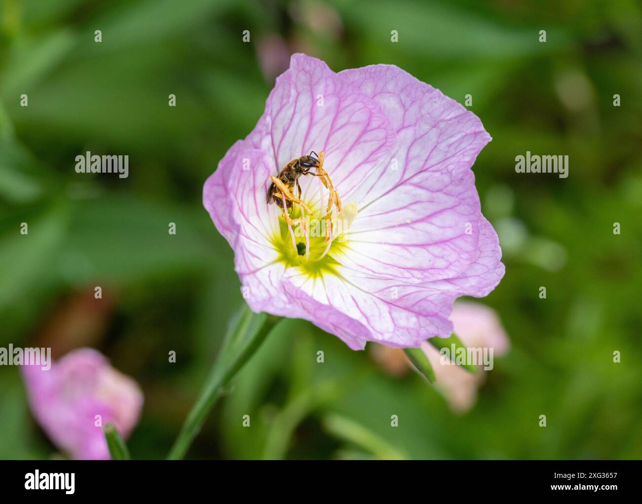 Sweat bee Halictus rubicundus on a pink evening primrose oenothera ...