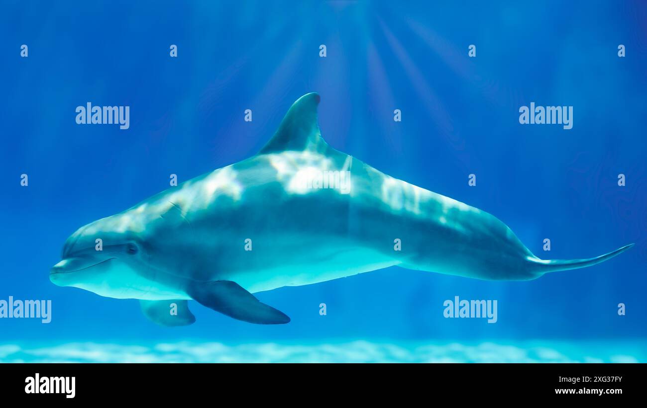 Dolphin at Oltremare, Italy Stock Photo - Alamy