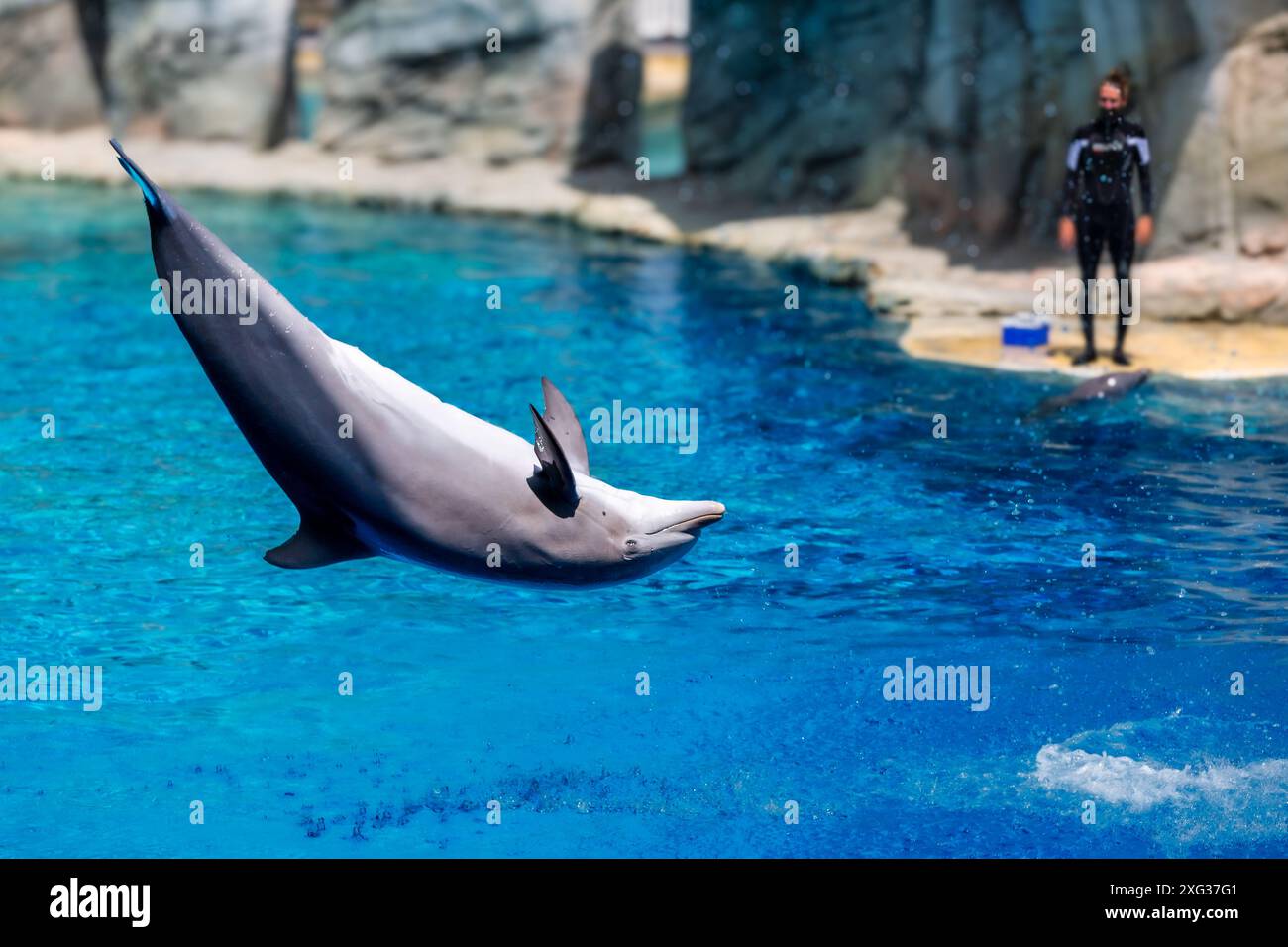Dolphin at Oltremare, Italy Stock Photo - Alamy