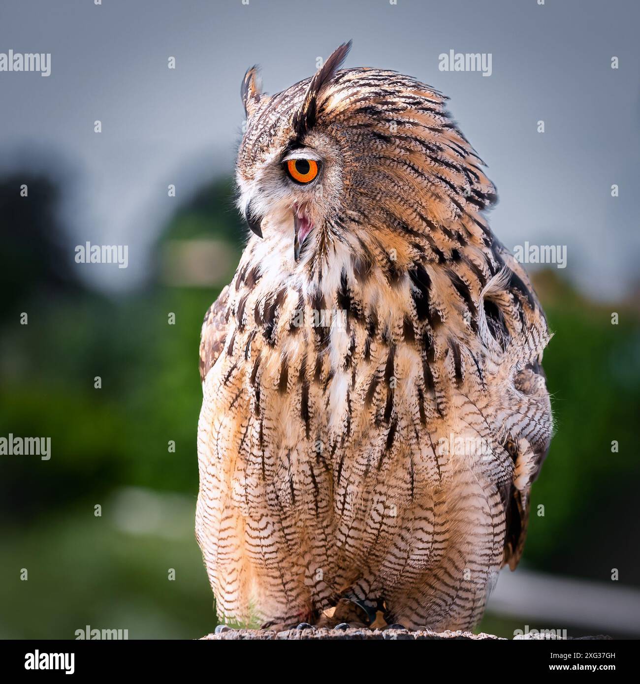 Eurasian eagle-owl (Bubo bubo), Italy Stock Photo - Alamy